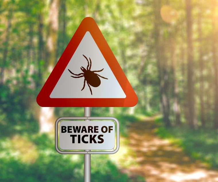 White-tailed Deer Blood Kills Bacteria That Causes Lyme Disease